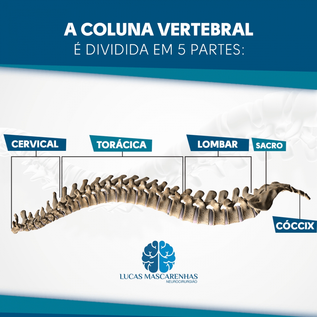 Anatomia da coluna cervical e Anatomia da coluna torácica